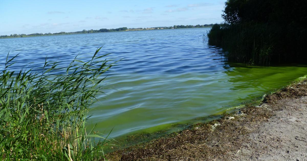 357 | Blaualgen im Fahrländer See | Landeshauptstadt Potsdam