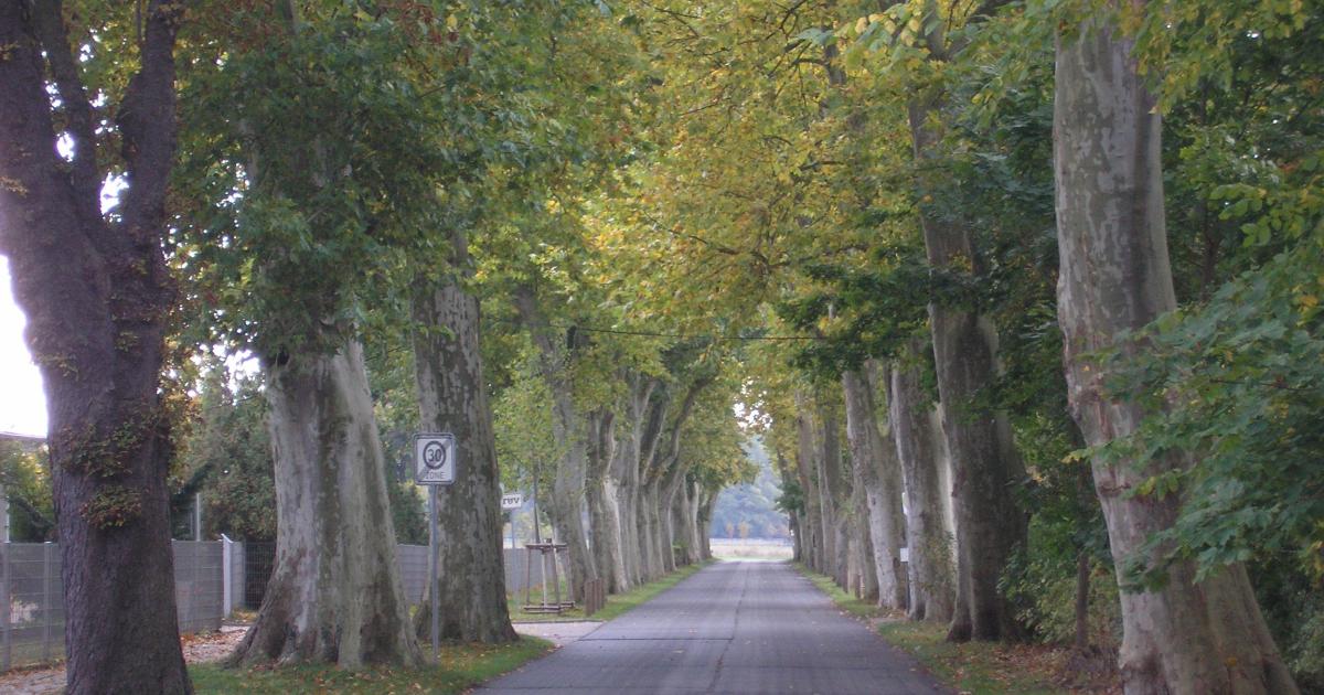 Max-Eyth-Allee | Landeshauptstadt Potsdam